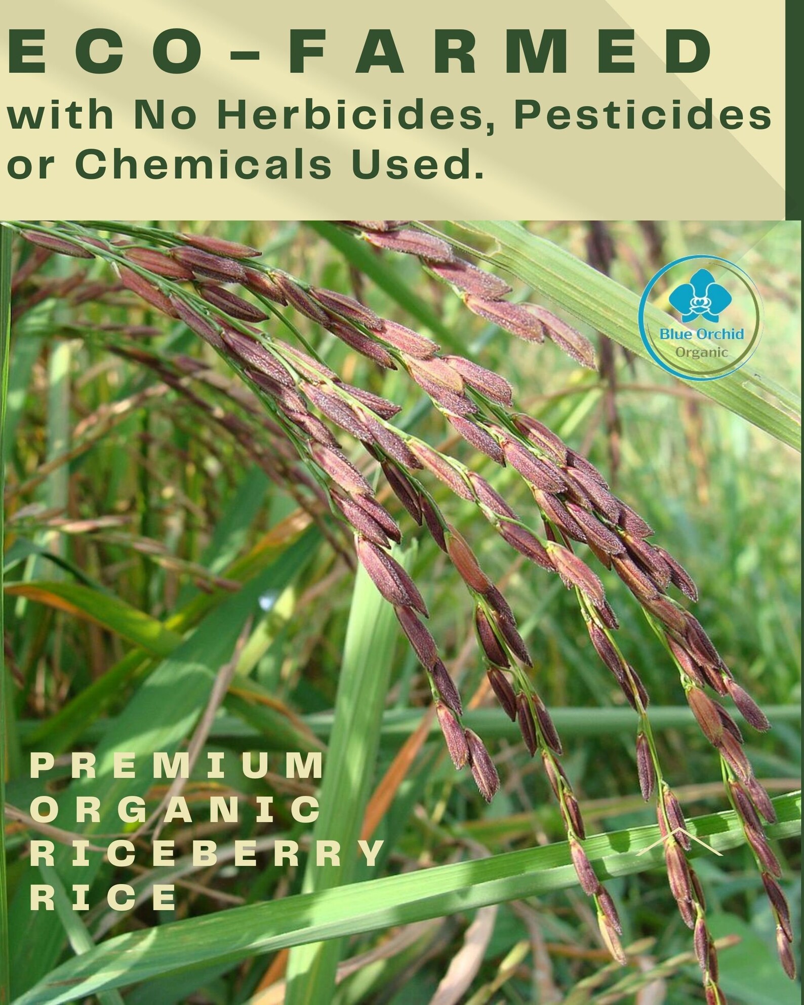 Organic Riceberry Rice Thai Black Jasmine Whole Grain Healthy Natural ...