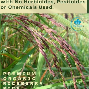 Organic Riceberry Rice Thai Black Jasmine Whole Grain Healthy Natural ...