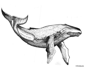 Walvis tekening - Etsy Nederland