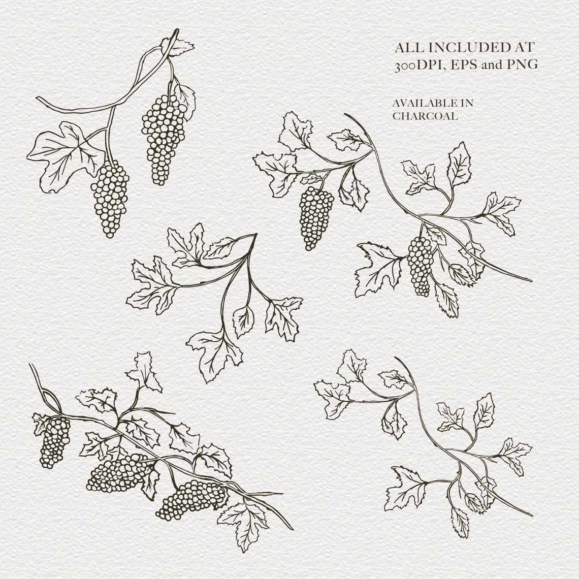 Grape Vines Hand Drawn Line Art Hand Drawn Grape Vines Wine - Etsy