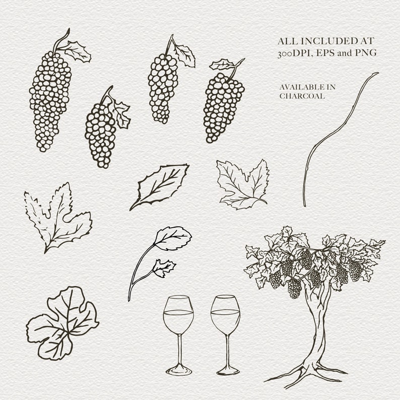 Grape Vines Hand Drawn Line Art Hand Drawn Grape Vines Wine - Etsy
