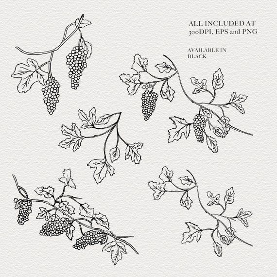 Clip Art And Grapevine Trellis