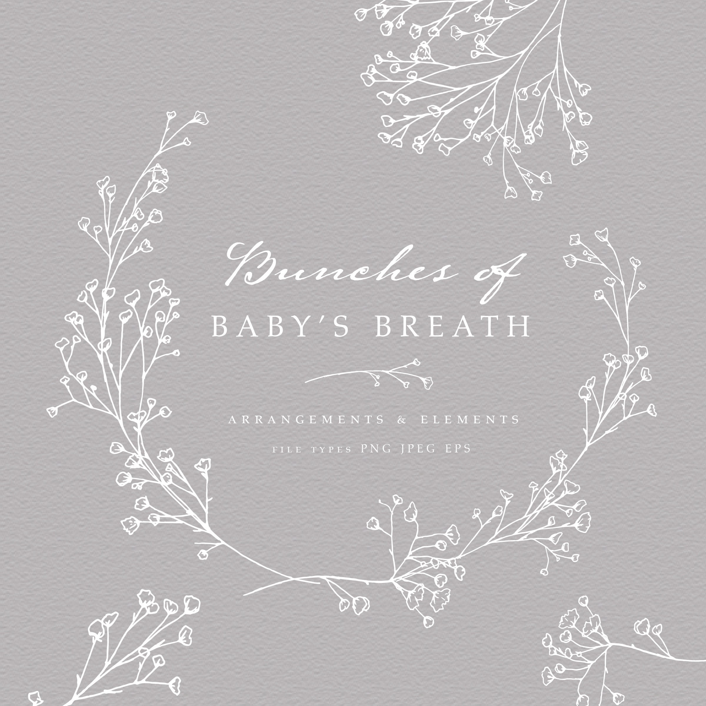 Baby's Breath Hand Drawn Line Art Organic Botanical - Etsy