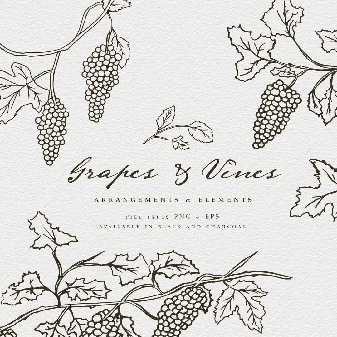 Grape Vines Hand Drawn Line Art, Hand Drawn Grape Vines, Wine Country ...
