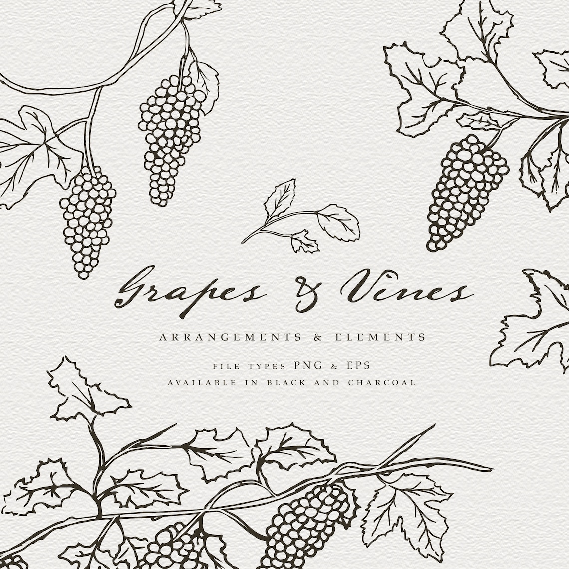 Grape Vines Hand Drawn Line Art Hand Drawn Grape Vines Wine - Etsy