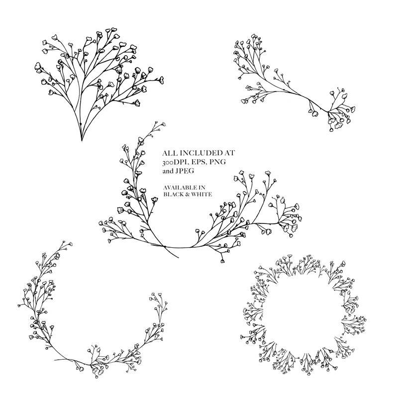 Baby's Breath Hand Drawn Line Art Organic Botanical - Etsy