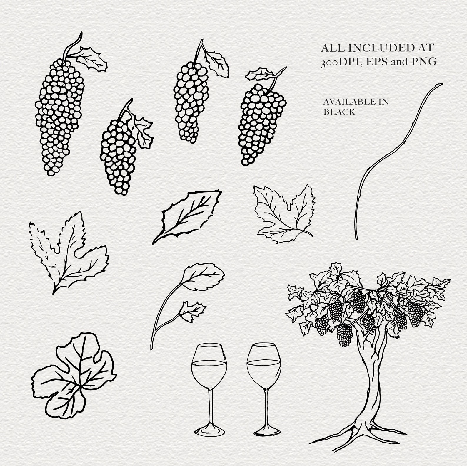 Grape Vines Hand Drawn Line Art Hand Drawn Grape Vines Wine - Etsy