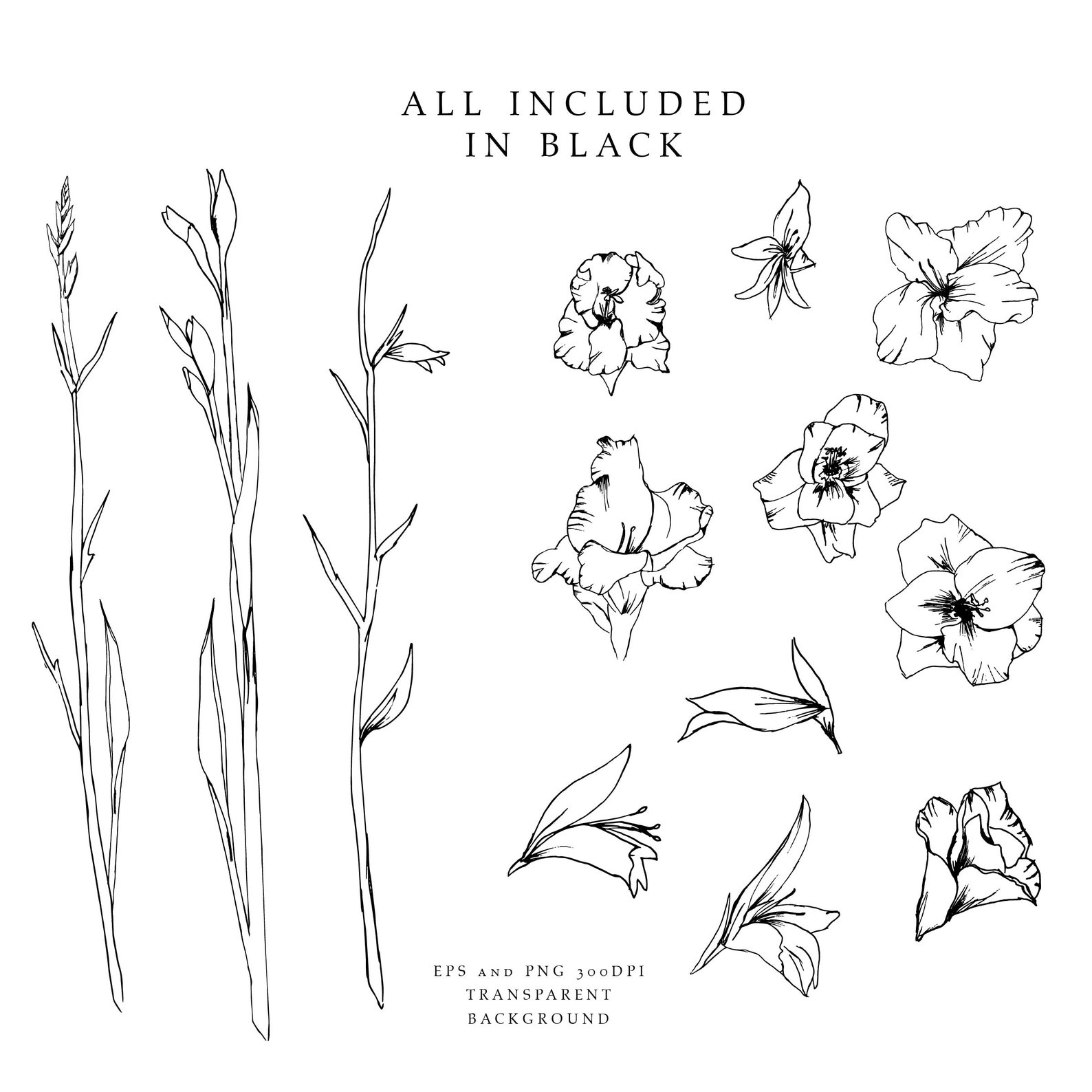 Gladiolus Hand Drawn Line Art Gladiolus Floral Clip Art - Etsy