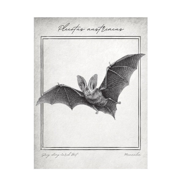 Vintage Bat Print - Etsy