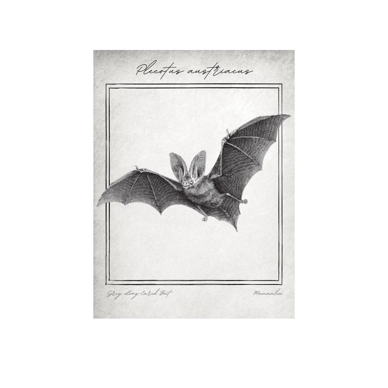 Vintage Bat Print - Long-eared Bat Wall Art - Etsy