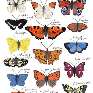 British Butterflies Print - Etsy UK