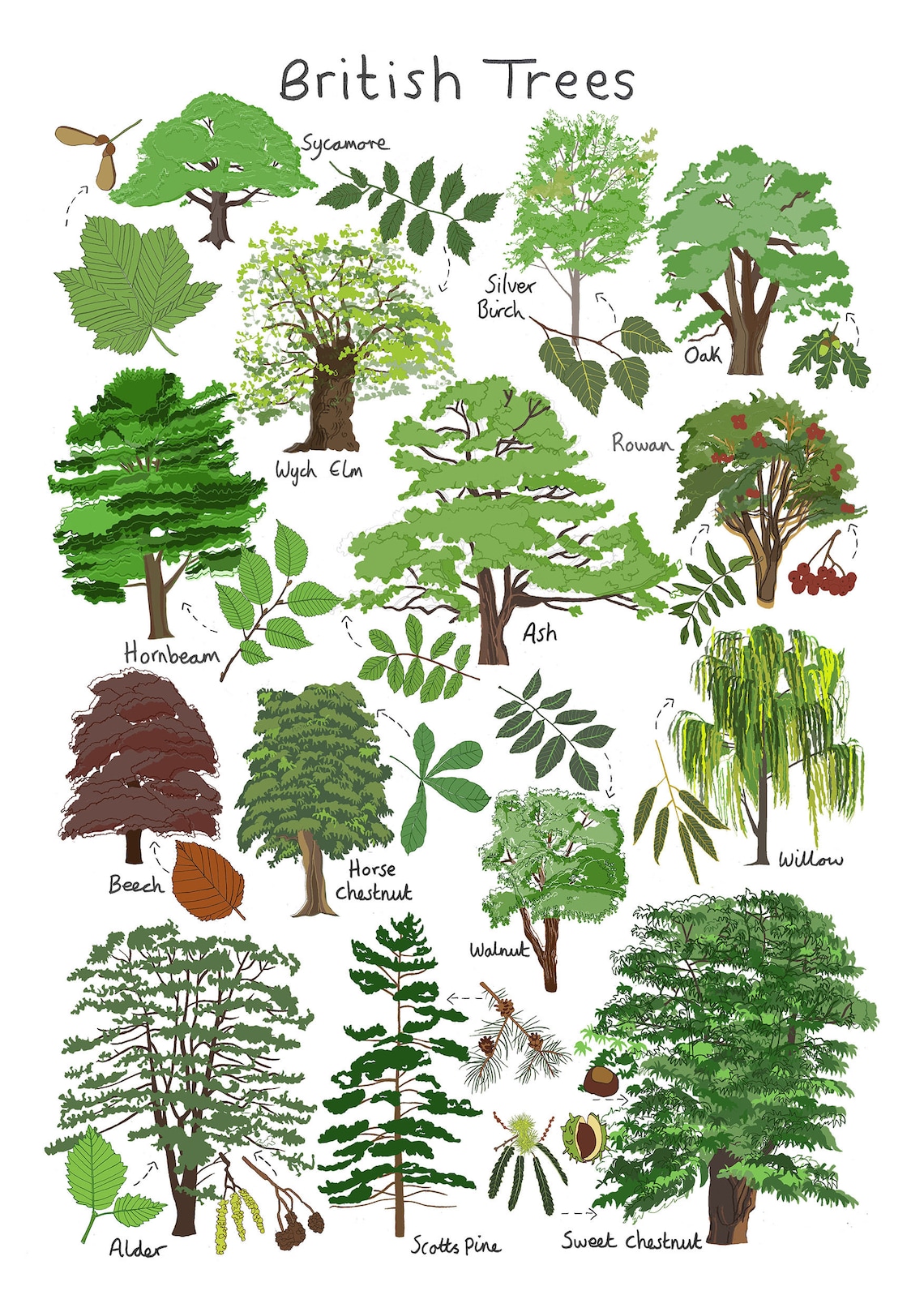 A3 British Trees Print - Etsy UK
