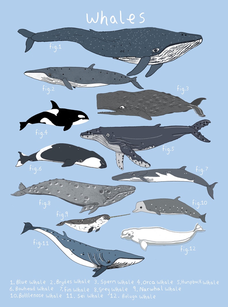 A3 Illustrated Whales Print - Etsy