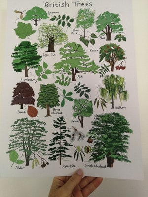 Tree Leaves Identification Poster British Species - Etsy Canada