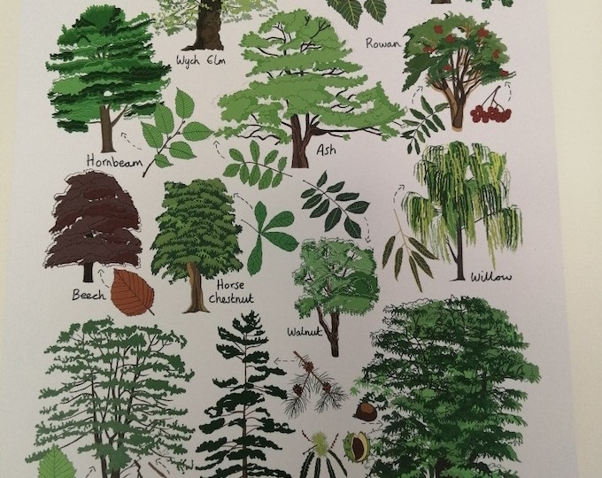 A3 British Trees Print - Etsy