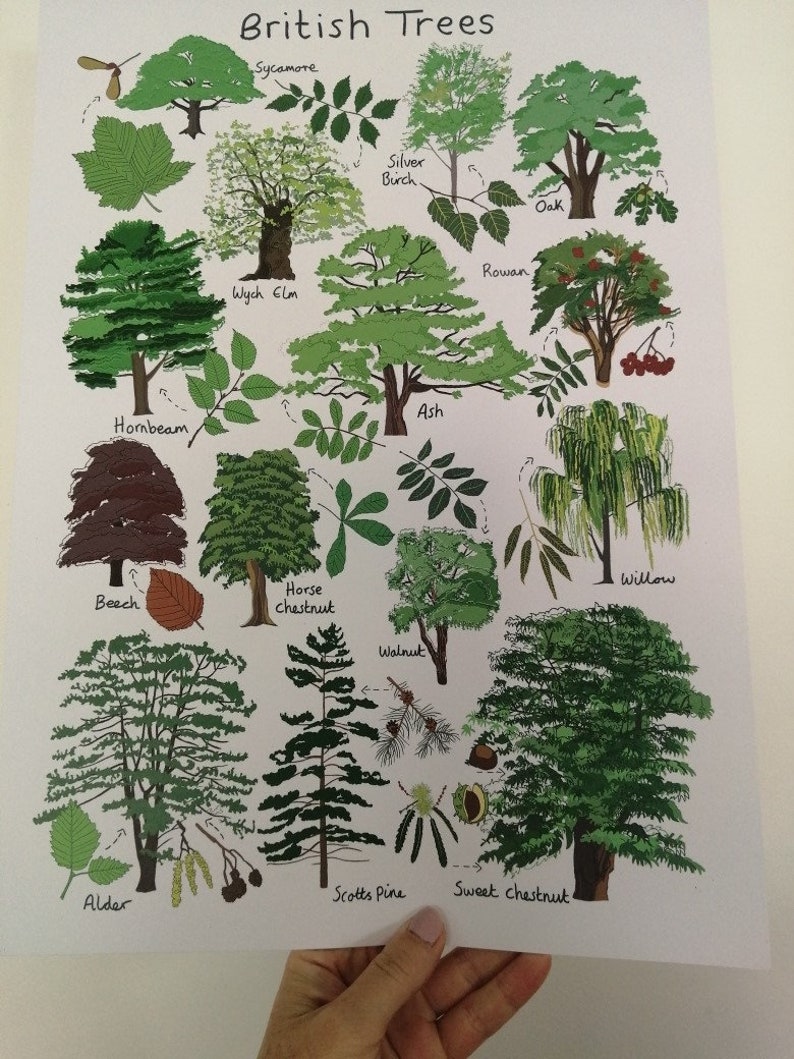 A3 British Trees Print - Etsy UK