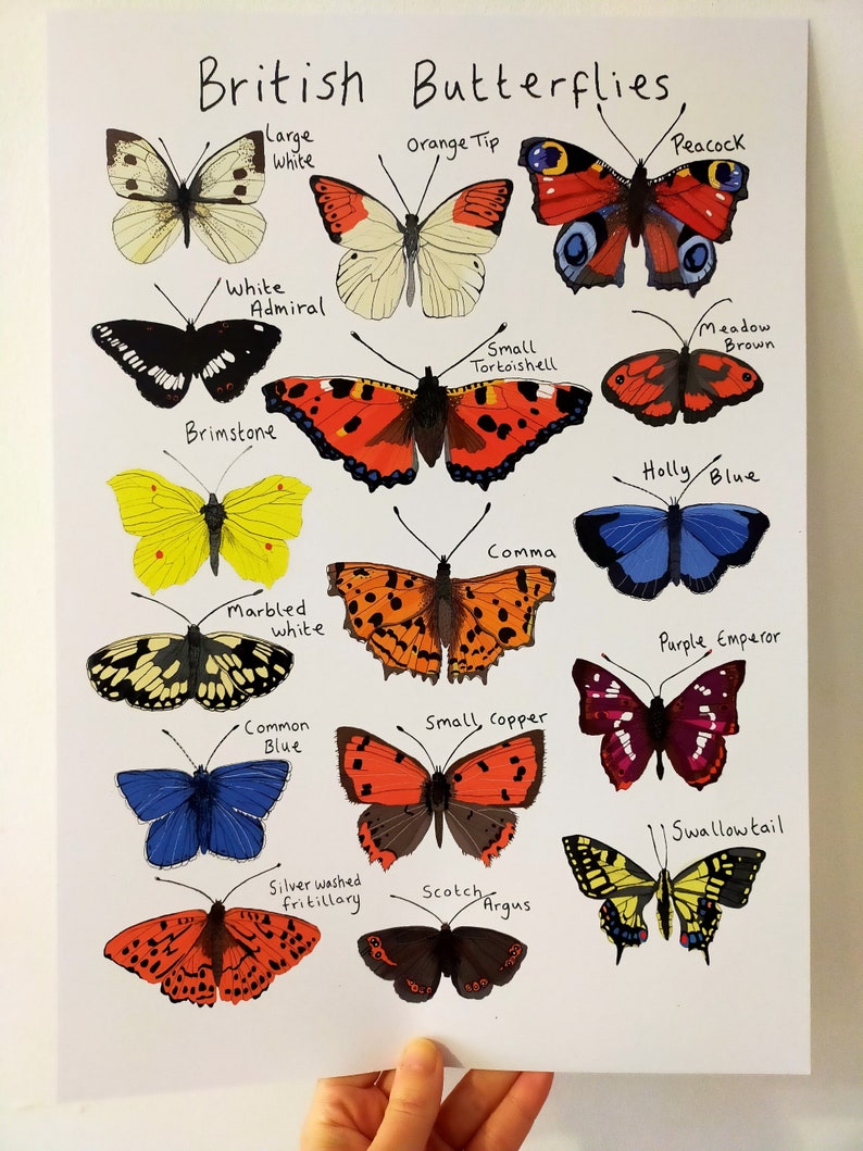 British Butterflies Print - Etsy