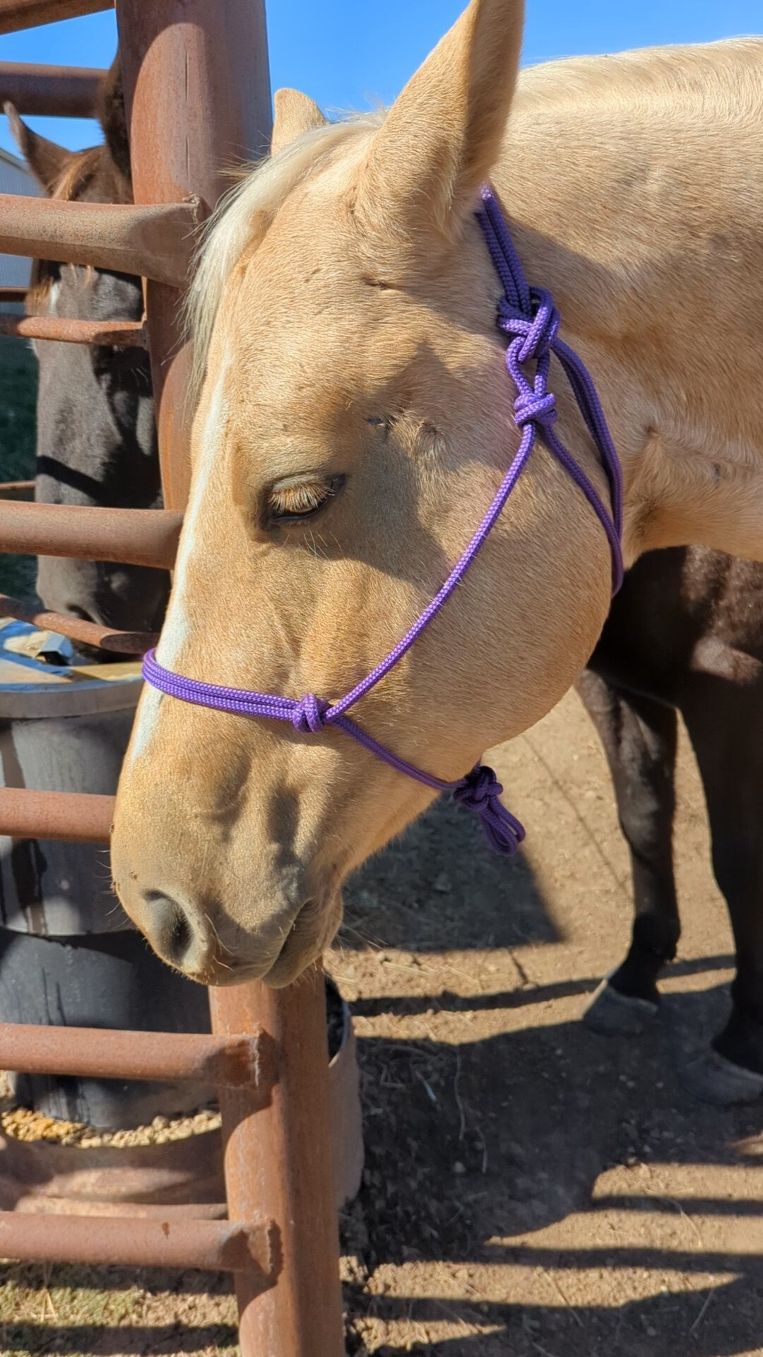 2knot Custom Rope Halter, Training Halter, Everyday Halter ...