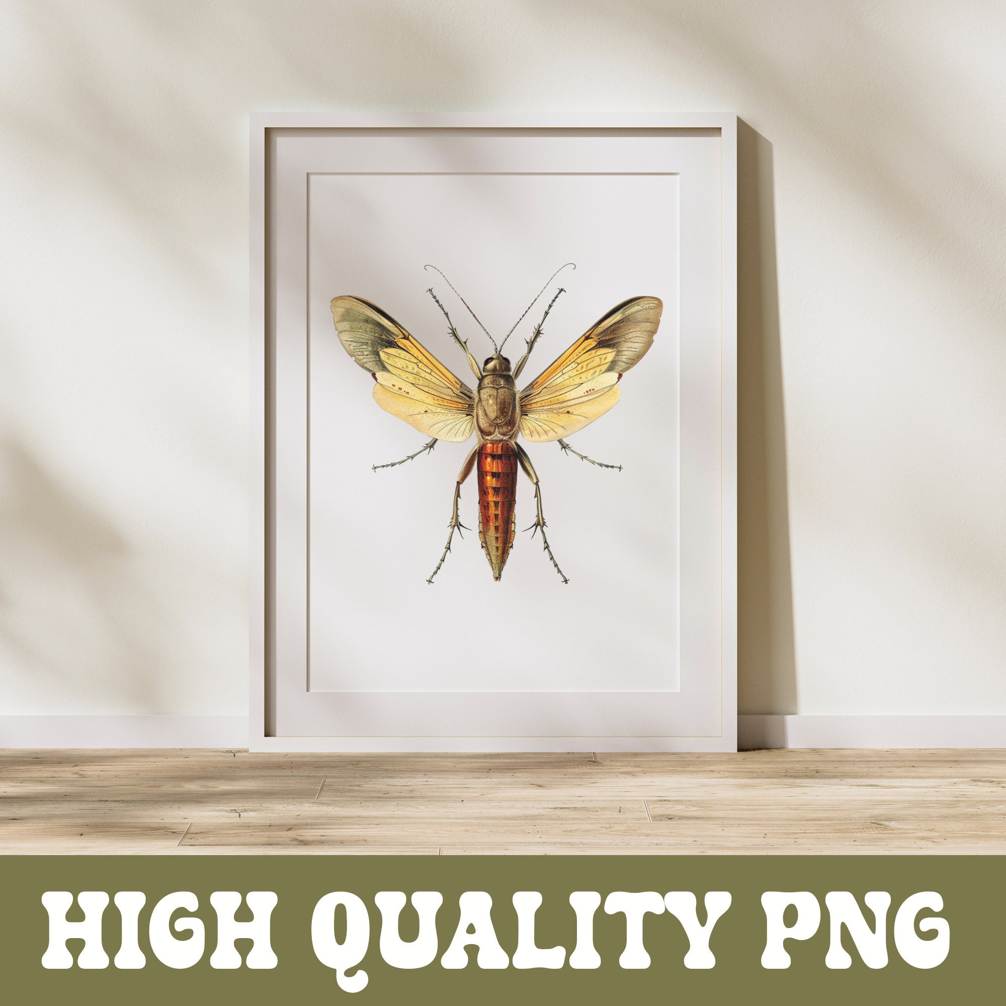 Vintage Insect Clipart, Bug Clipart Bundle, Antique Insect Clip Art ...
