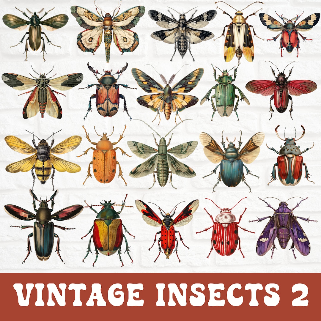 Vintage Bug Clipart, Insect Clipart Bundle, Ephemera Antique Insect ...