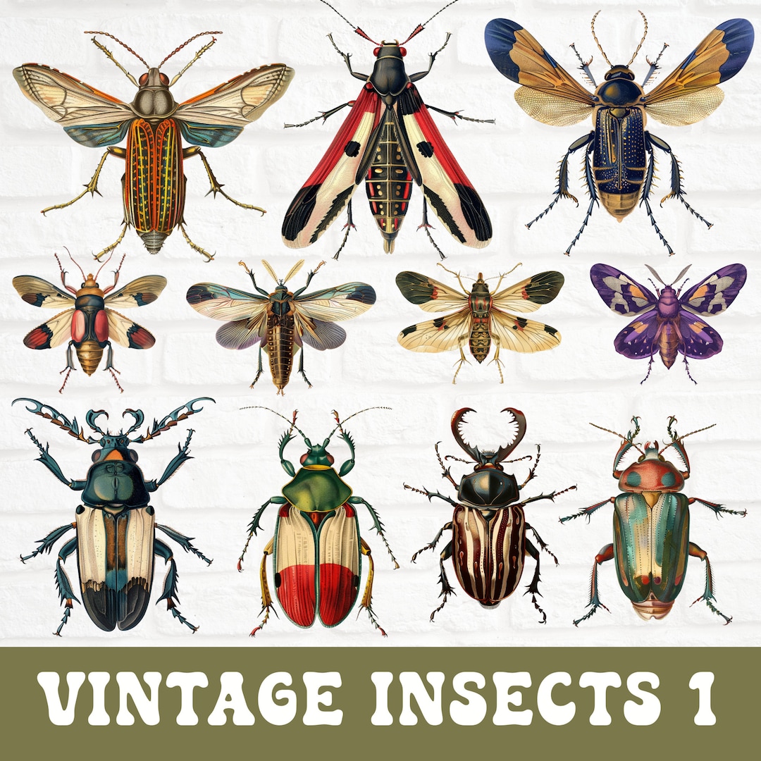 Vintage Insect Clipart, Bug Clipart Bundle, Antique Insect Clip Art ...
