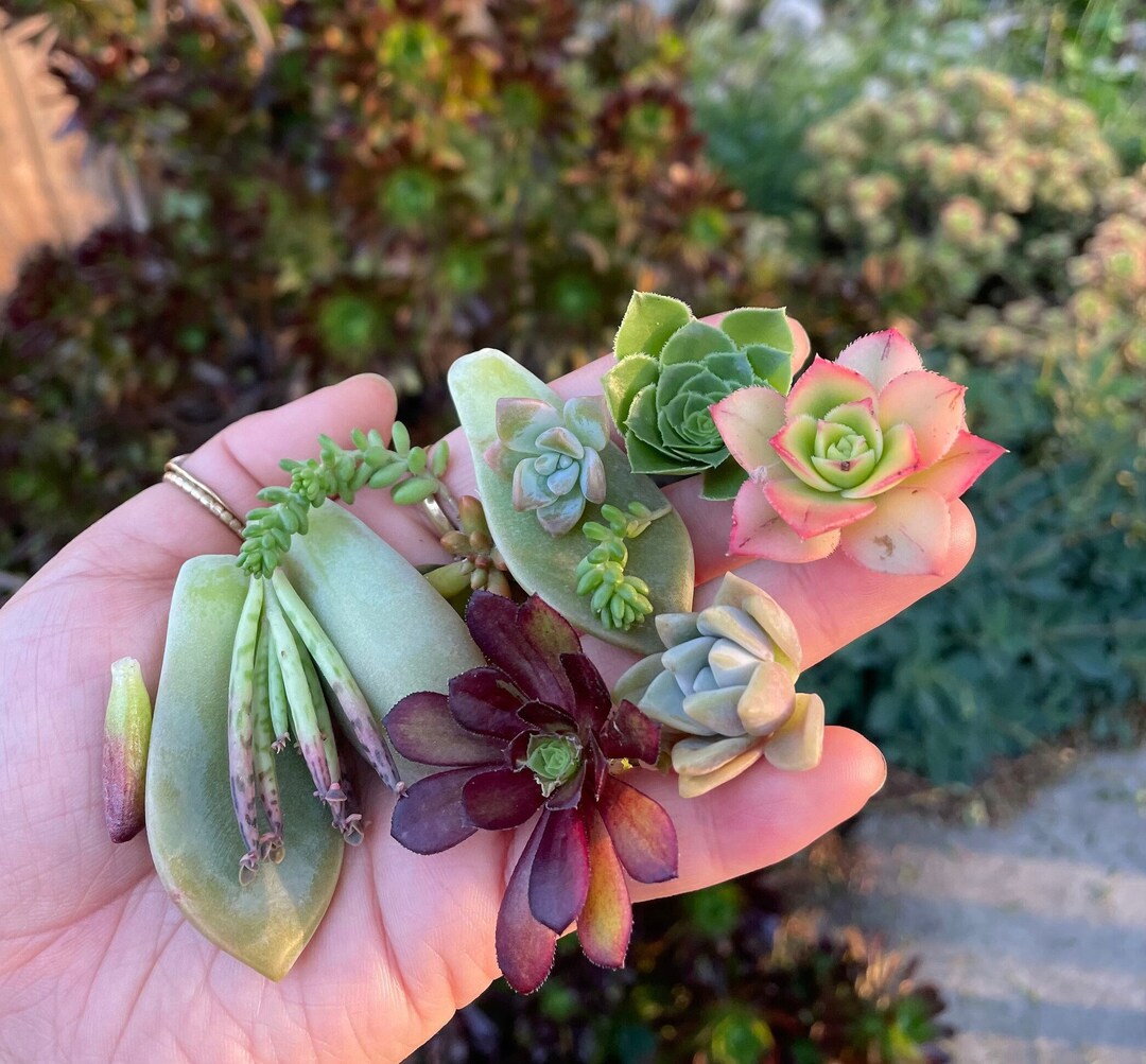 SALE! 50 Succulent Leaves and Babies for Propagating (assorted ...
