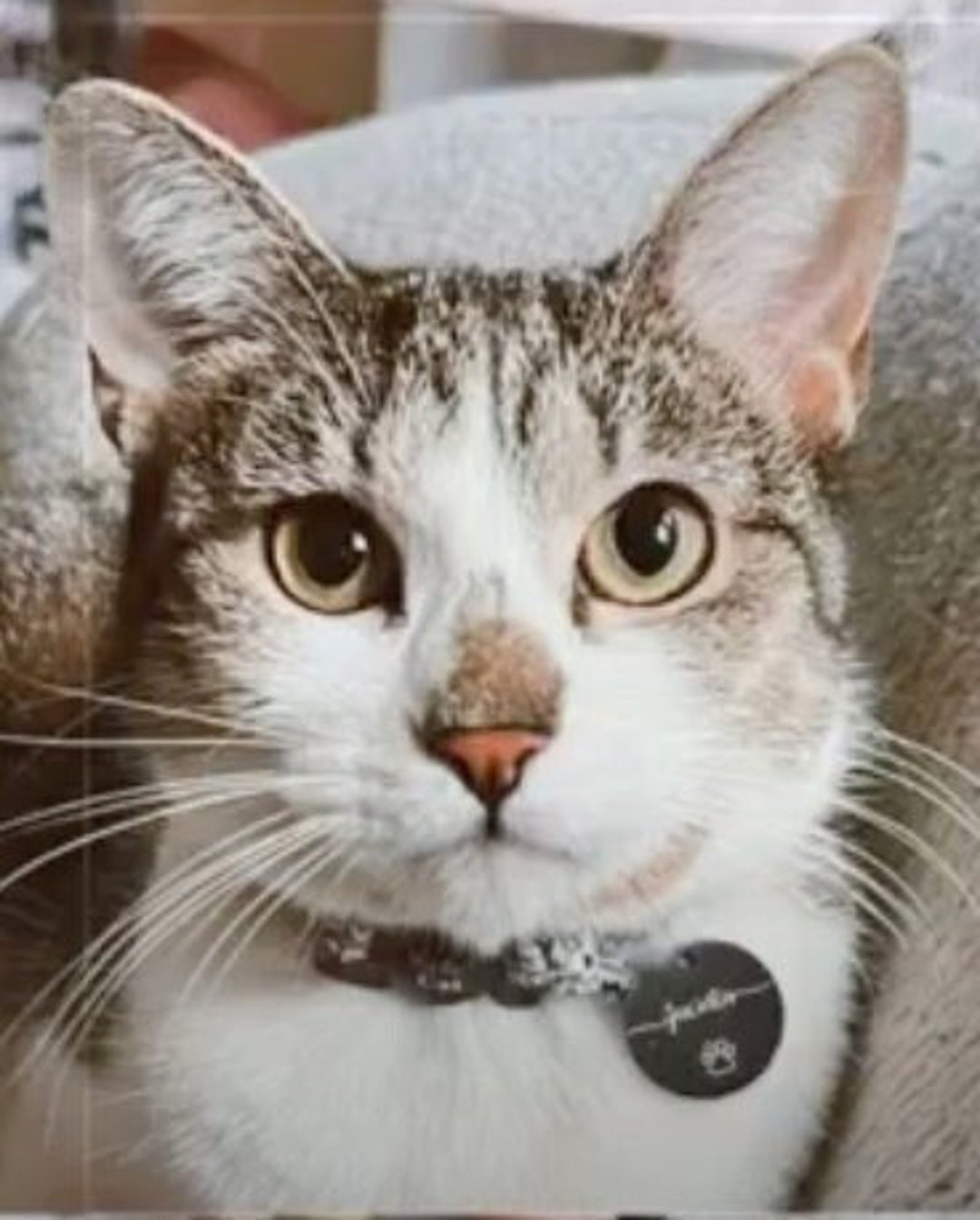 Cursive Pet Tag With Cursive Font in Lowercase and Back Engraved With ...