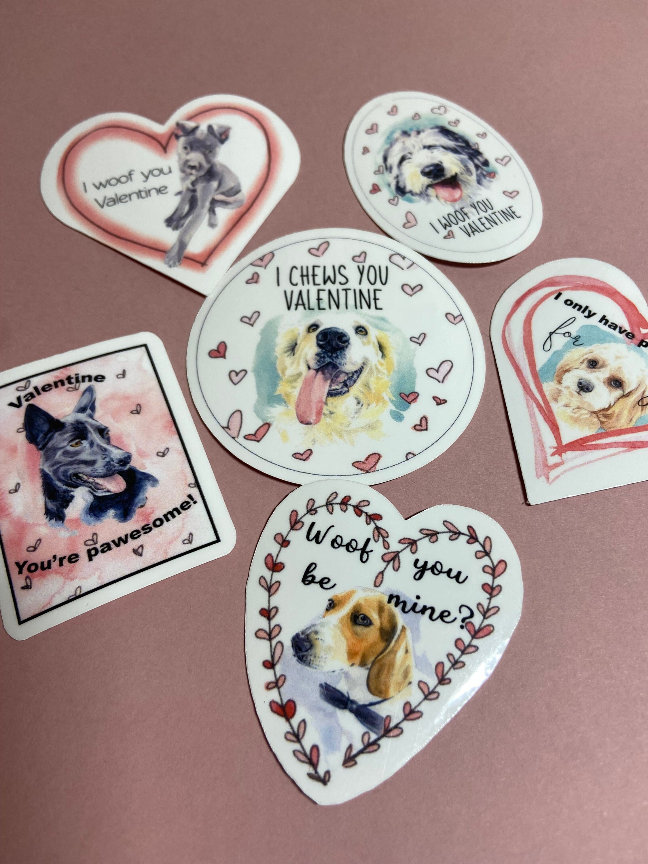 Pet Portraits in Madison, Wisconsin