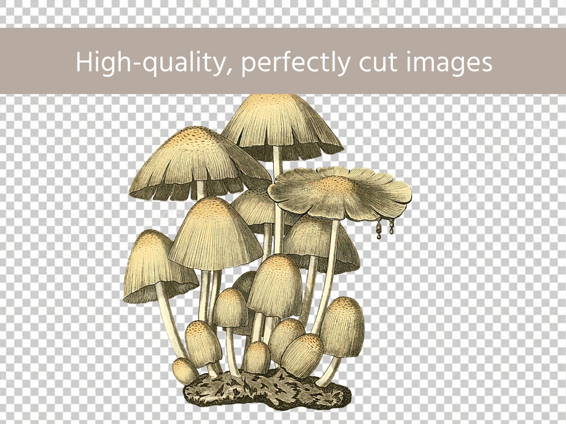 Mushrooms Clipart Digital Collage Creator 50 PNG Images - Etsy