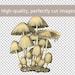 Mushrooms Clipart | Digital Collage Creator | 50 PNG Images With ...