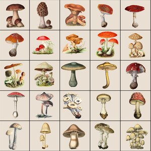 Mushrooms Clipart | Digital Collage Creator | 50 PNG Images With ...
