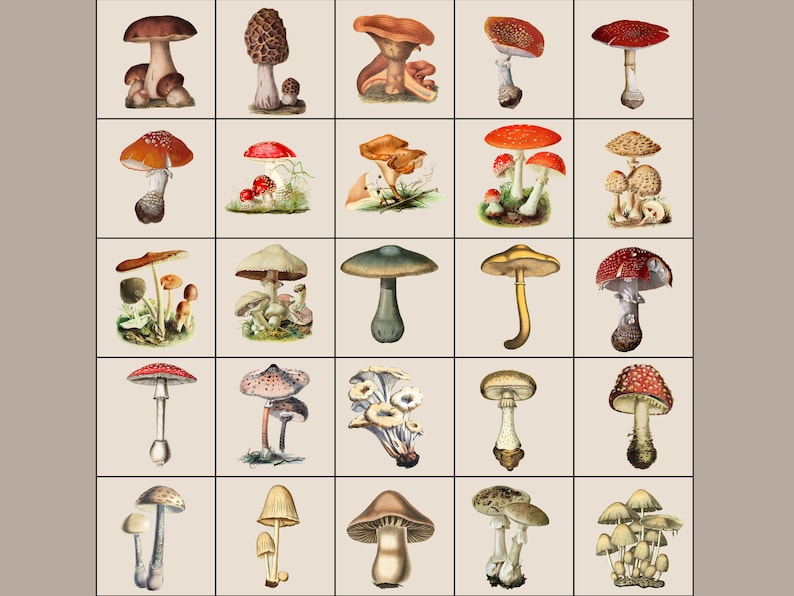 Mushrooms Clipart Digital Collage Creator 50 PNG Images - Etsy