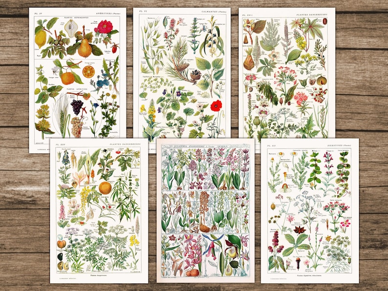 Botanical Ephemera for Junk Journals, Floral Junk Journal Pages ...