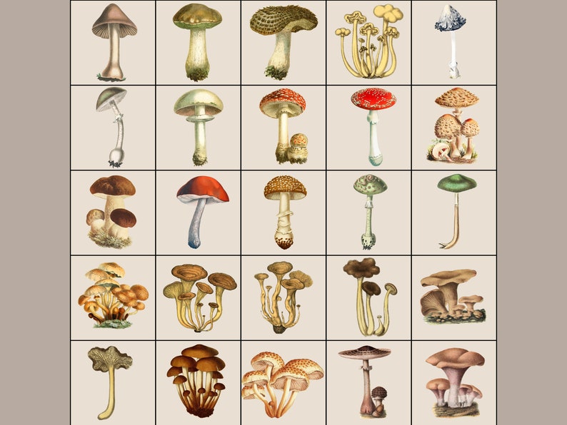 Mushrooms Clipart | Digital Collage Creator | 50 PNG Images With ...