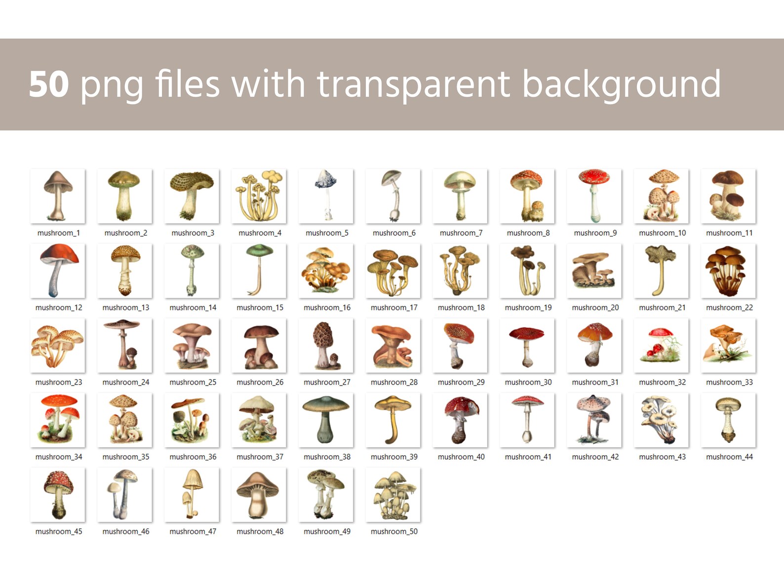 Mushrooms Clipart Digital Collage Creator 50 PNG Images - Etsy