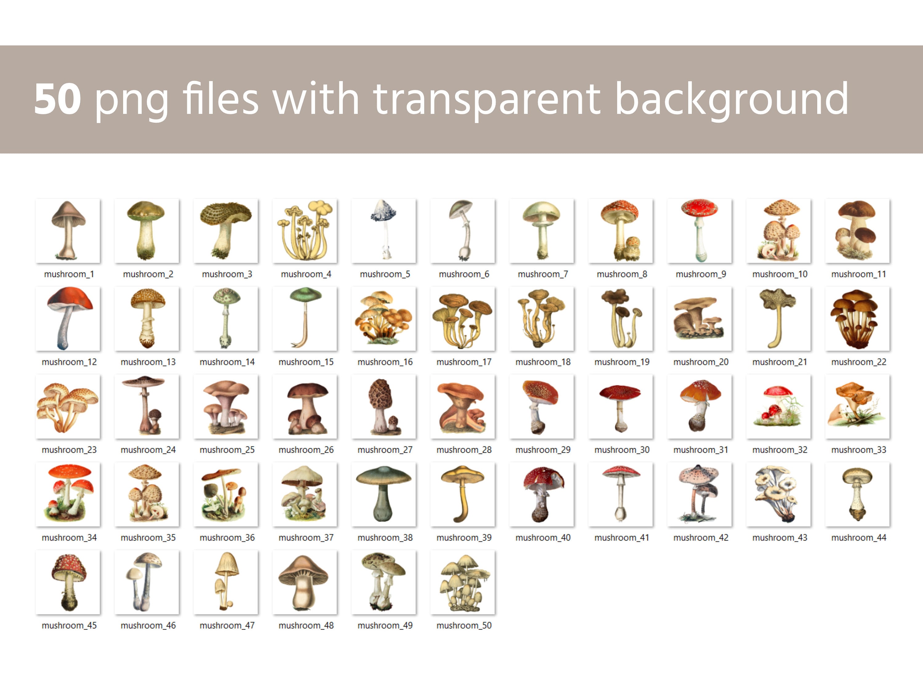 Mushrooms Clipart | Digital Collage Creator | 50 PNG Images With ...