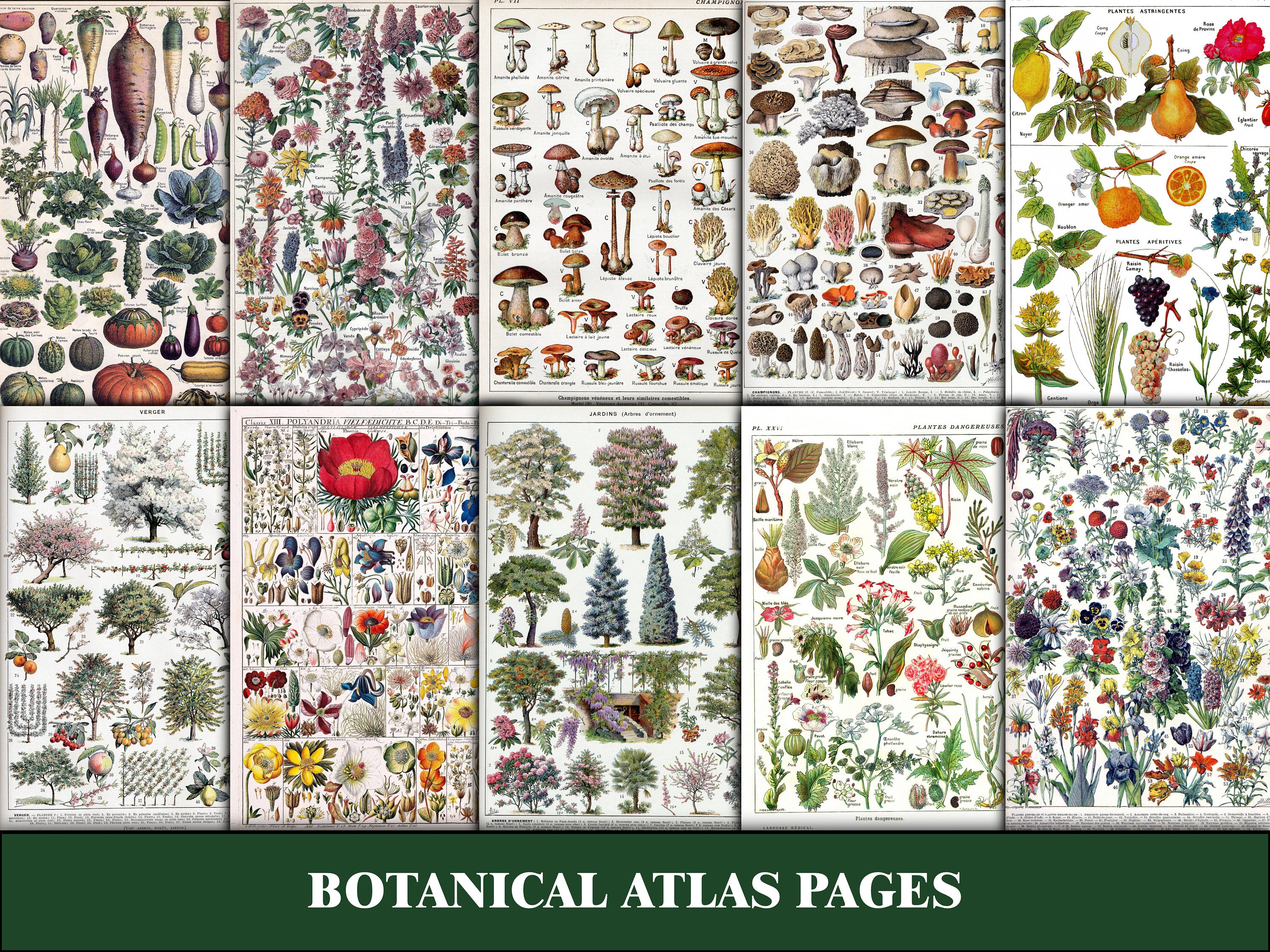Botanical Ephemera for Junk Journals, Floral Junk Journal Pages ...