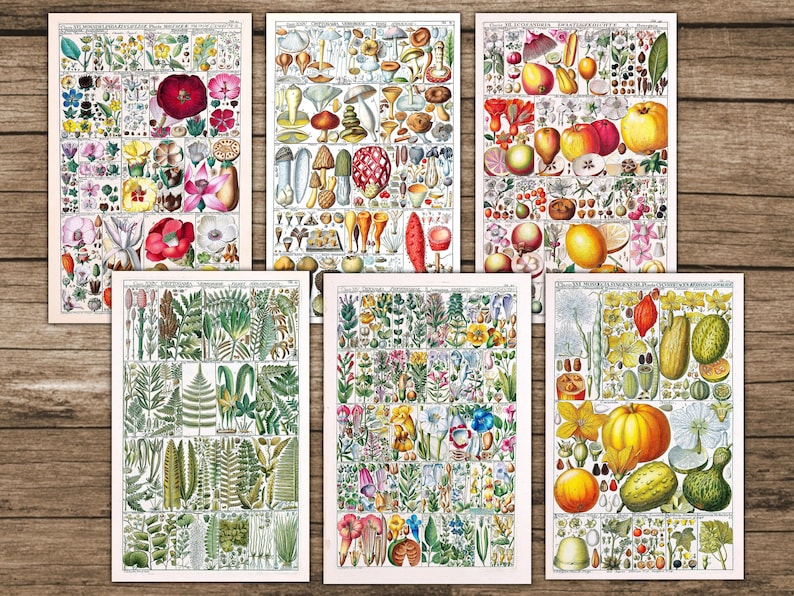 Botanical Ephemera for Junk Journals, Floral Junk Journal Pages ...