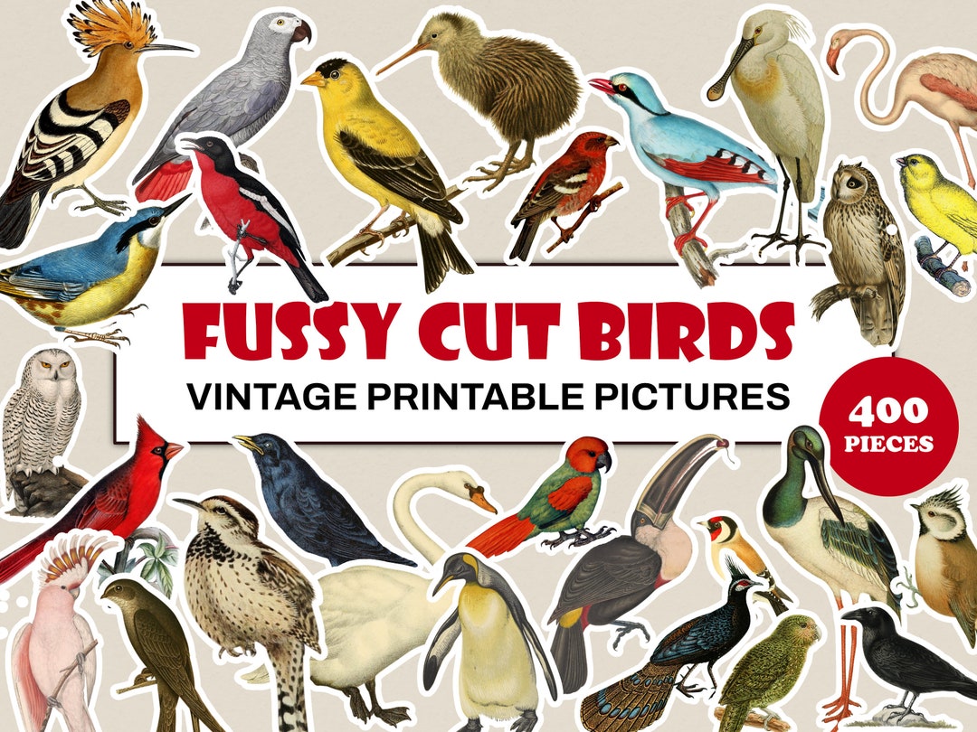 Fussy Cut Birds | 400+ Fussy Cuts | Fussy Cut Digital Sheets | Birds ...