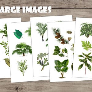 Fussy Cut Greenery & Fruits | 240 Printable Fussy Cut Greenery Images ...