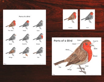 Spanish Parts of a Tree 3 Part Cards Montessori Homeschool - Etsy