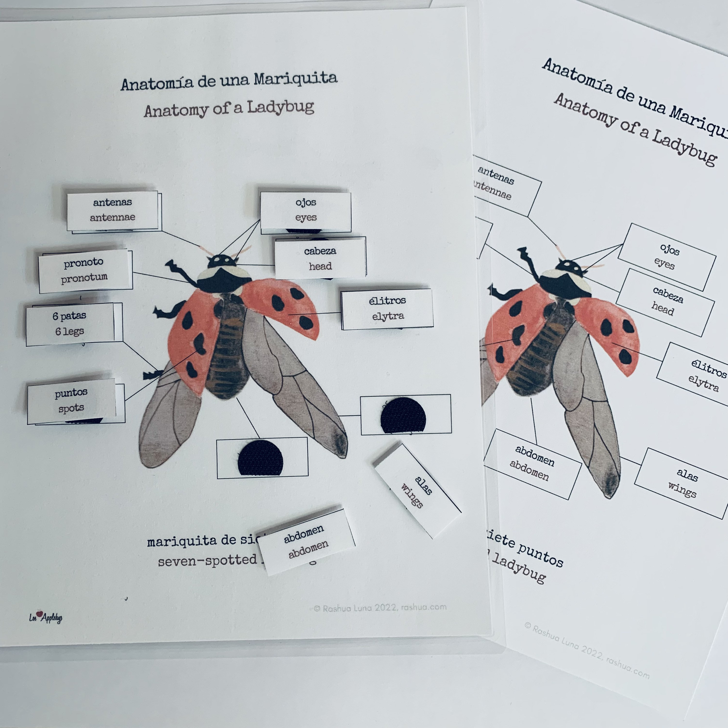 Bilingual Spring Bundle, Spanish, English, Montessori, Homeschool ...