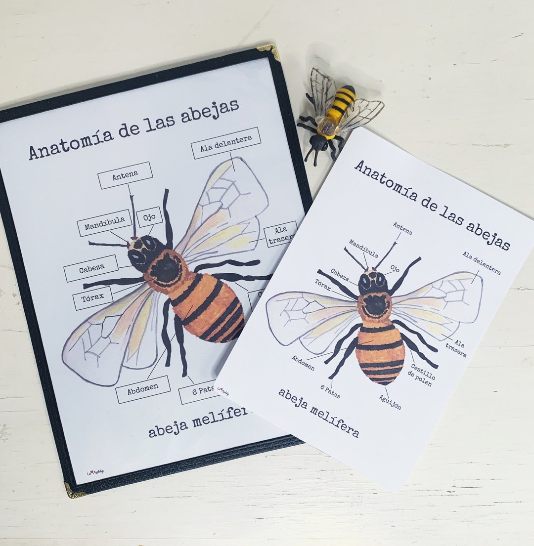 Spanish Anatomy of a Honey Bee, Montessori, Homeschool Printables, Bees ...
