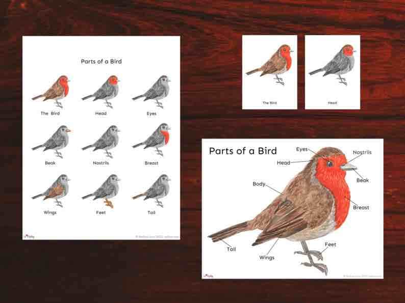 Parts of a Bird English, 3 Part Cards, Montessori, Homeschool - Etsy
