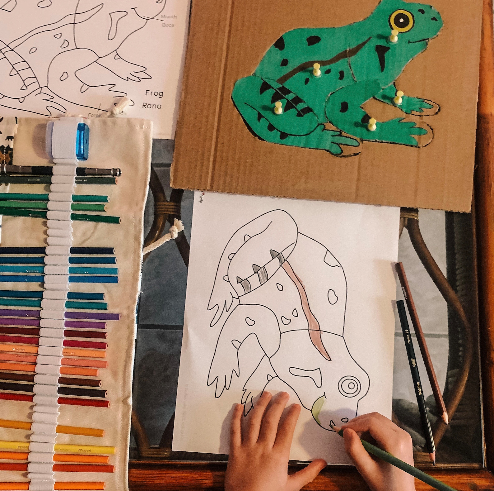 Parts of a Frog Bilingual, English and Spanish, 3 Part Cards ...