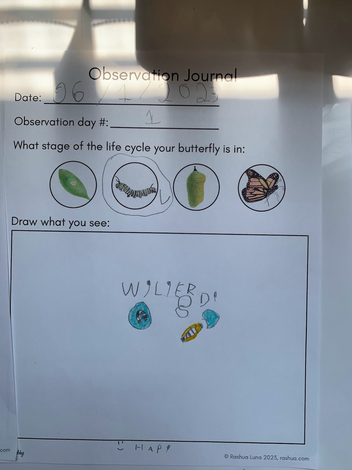 Butterfly Observation Journal, 3 Part Cards,montessori - Etsy