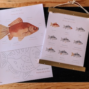 Parts of a Fish Bilingual, English and Spanish , 3 Part Cards ...