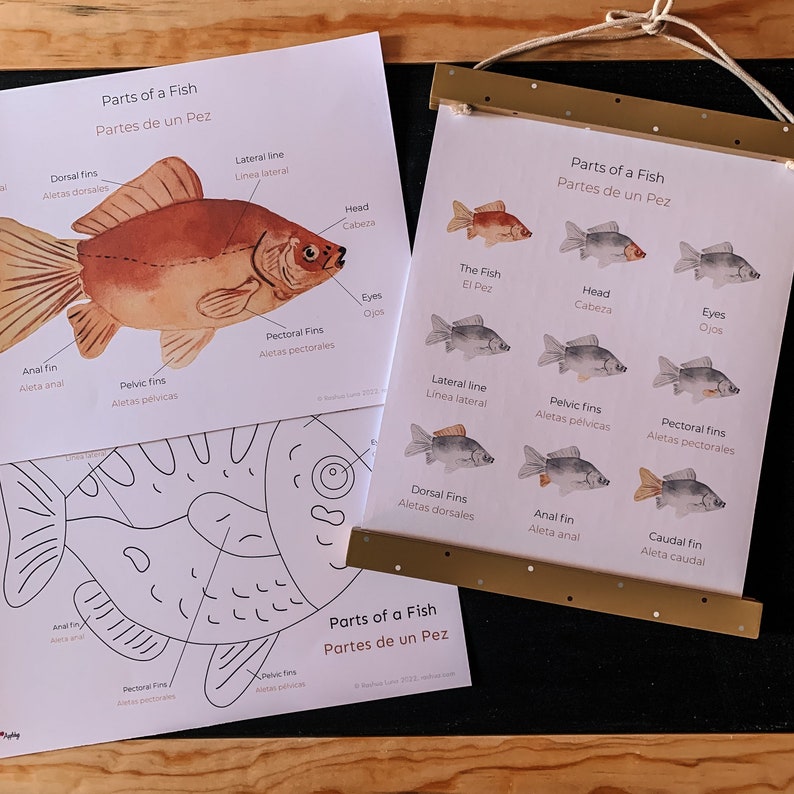 Parts of a Fish Bilingual, English and Spanish , 3 Part Cards ...