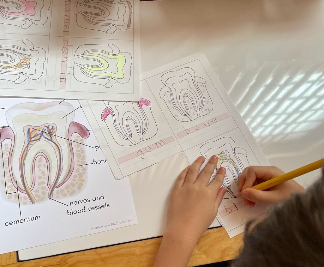 Parts of a Tooth, Montessori, Homeschool - Etsy