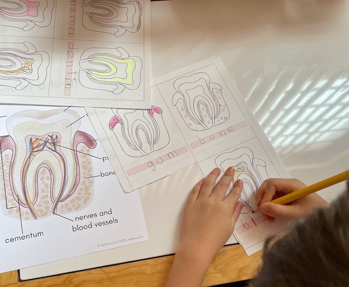 Parts of a Tooth, Montessori, Homeschool - Etsy